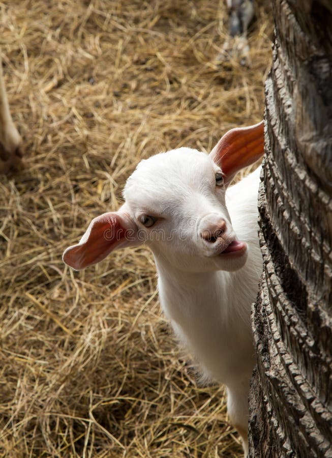 Cute face of baby goat. stock image. Image of dairy, baby - 43282365