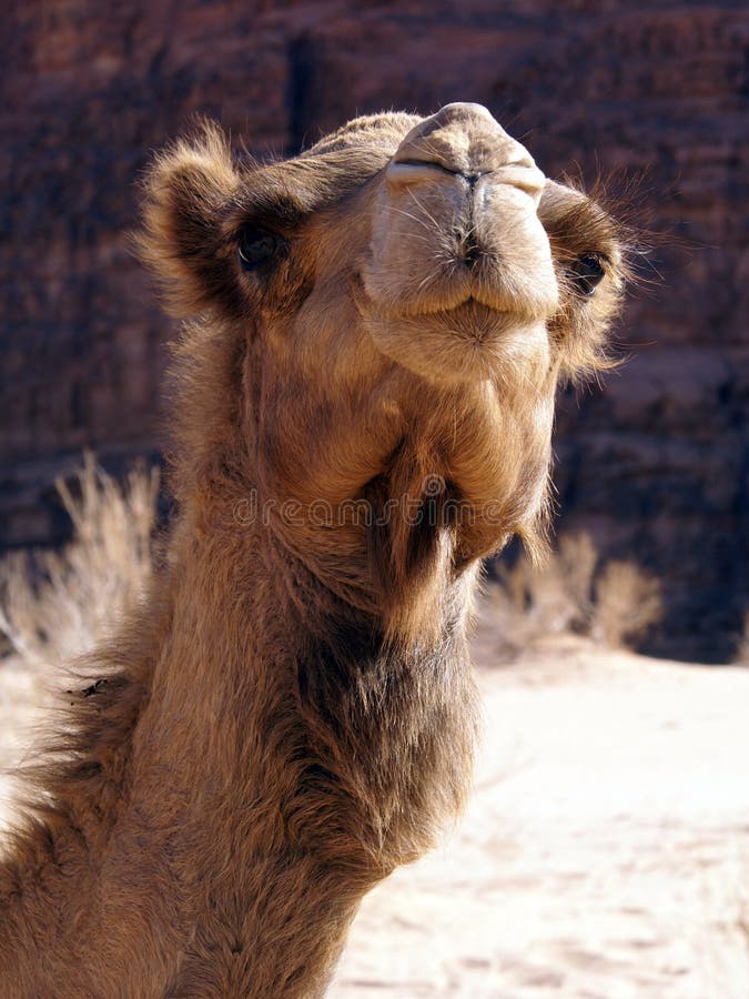 Cute Face Camel Stock Photos - Download 1,803 Royalty Free Photos