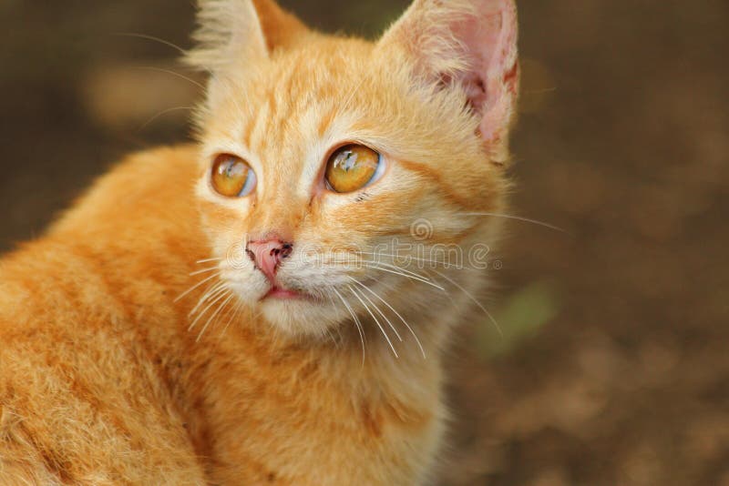 Cute face cat left side stock photo. Image of feline - 255281016