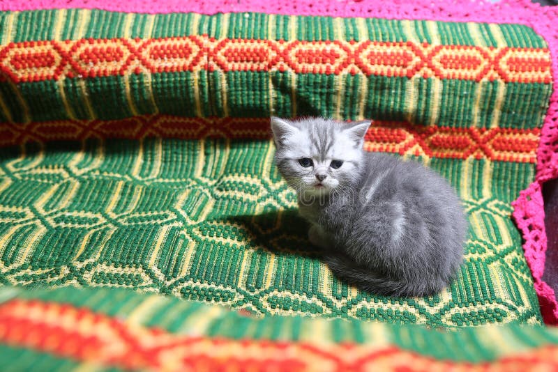 Cute Face, Newly Born Kitten Stock Image - Image of kittens, indoors ...