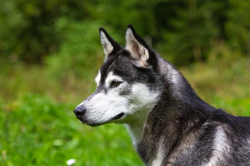 Cute face of a pet husky stock photo. Image of husky - 307372938