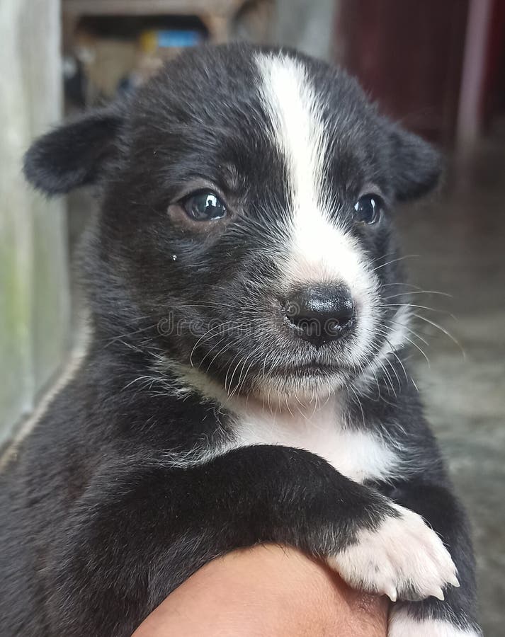 Cute face puppy stock photo. Image of snout, mammal - 246916948