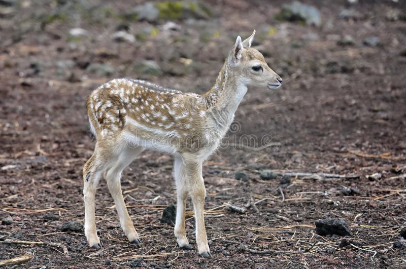 Cute Fallow Deer Fawn ,dama Dama, in the Forest Stock Photo - Image of ...