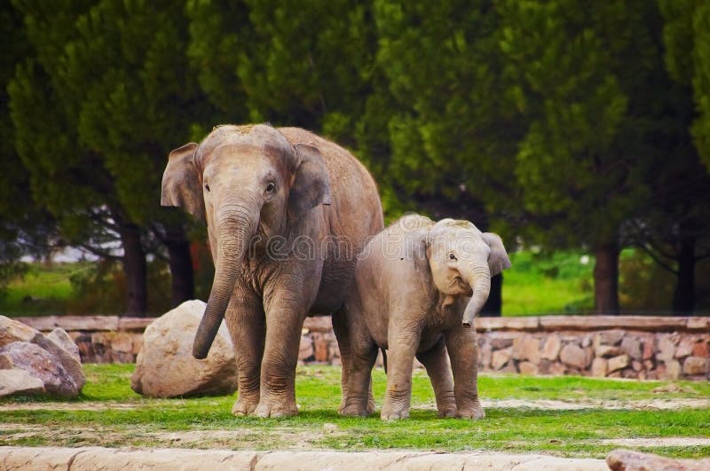 Cute Family of Elephants in Zoo Stock Image - Image of small, young ...