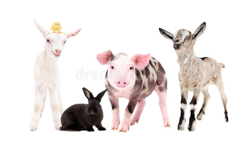 Farm Animals Standing on Top of Each Other Pyramid Stock Photo - Image ...
