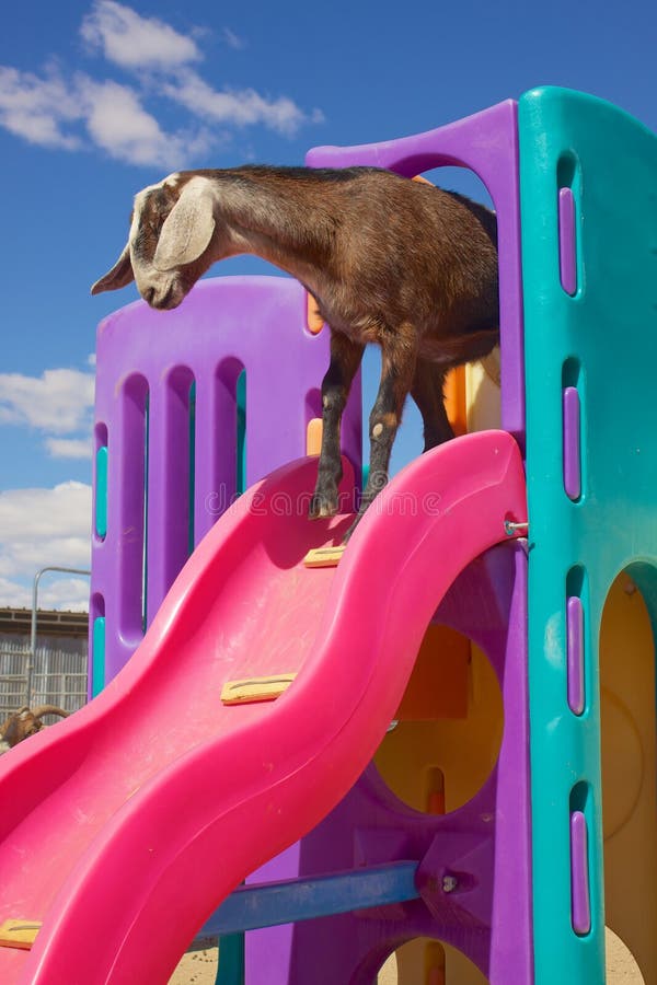 Cute Playful Goat stock image. Image of nature, herbivores - 30060783