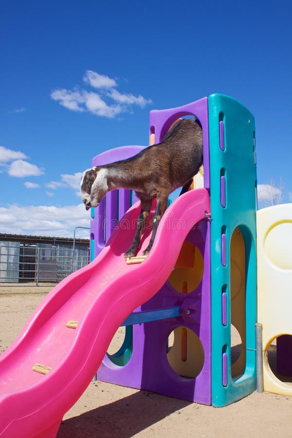 Cute Playful Goat on Slide stock photo. Image of funny - 30060802
