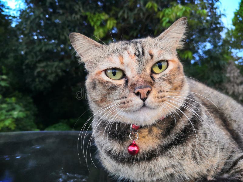 Cute Fat Cat Hanging Out on the Car. Stock Photo - Image of mammal ...
