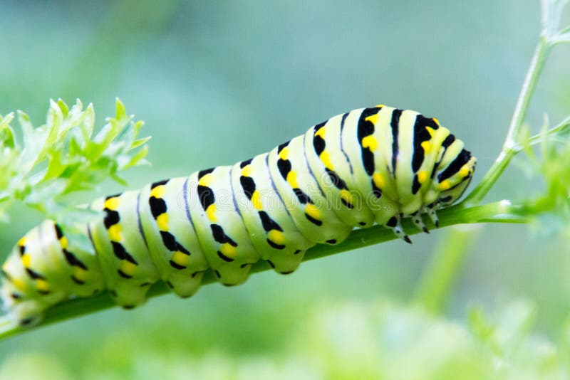 Cute Fat Caterpillar stock photo. Image of leaf, spots - 81213174