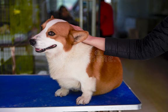 A cute fat corgi dog stock image. Image of close, canine - 168268253