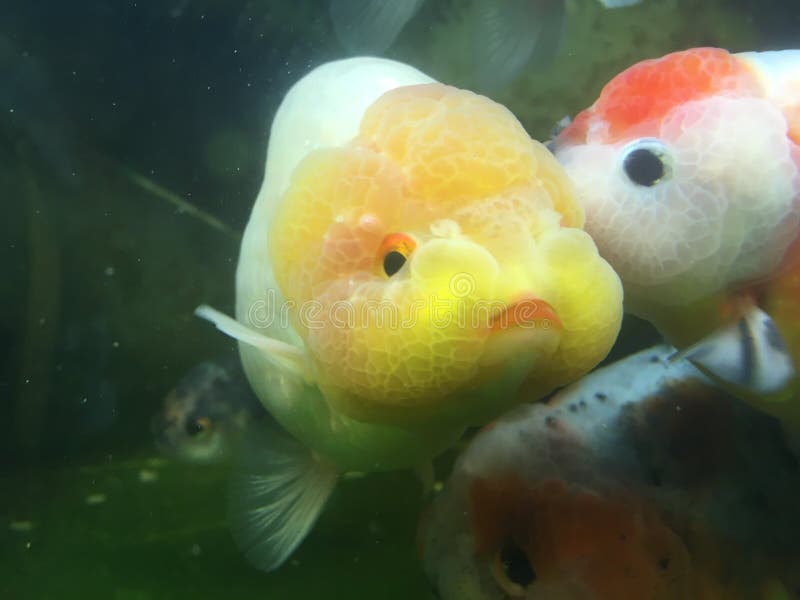 Cute fat gold fish lanshou stock photo. Image of painting - 236628620