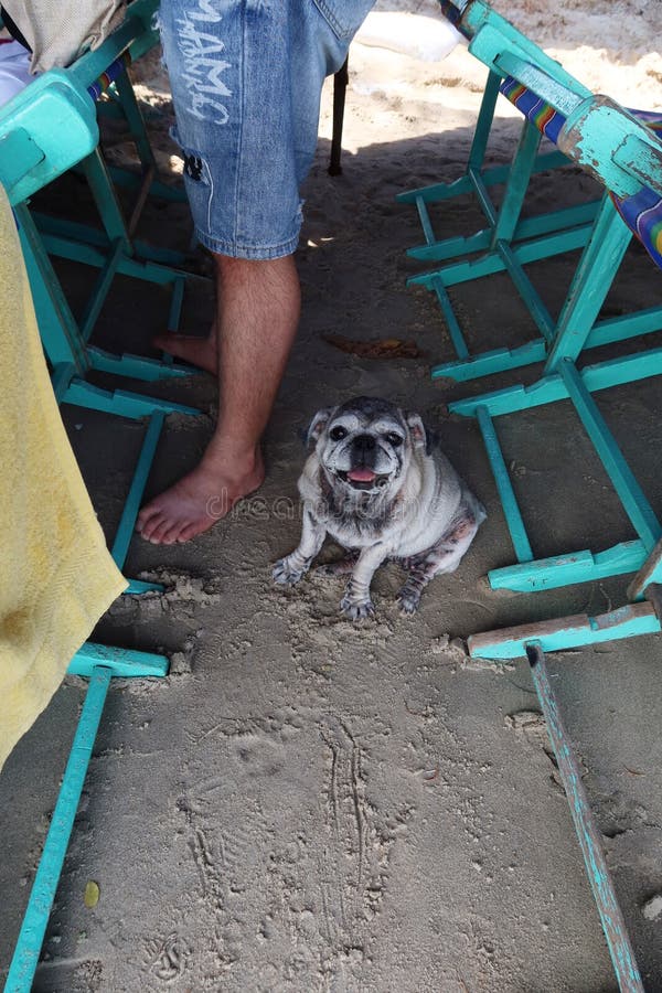 Cute Fat Pug Sitting on the Sand by the Sea Happy Stock Photo - Image ...