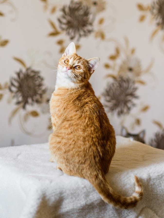 1,096 Sitting Backwards Photos - Free & Royalty-Free Stock Photos from ...