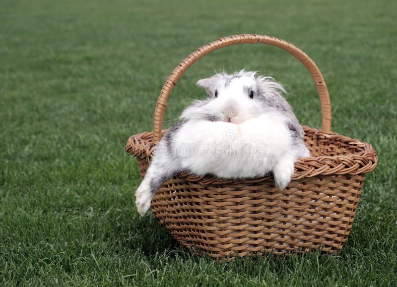A Cute Fat White Rabbit in the Basket on the Grass Stock Photo - Image ...