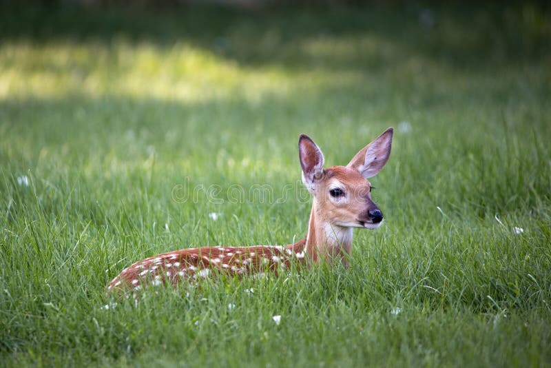 Cute Fawn in the Green Field Stock Image - Image of grazing, baby ...