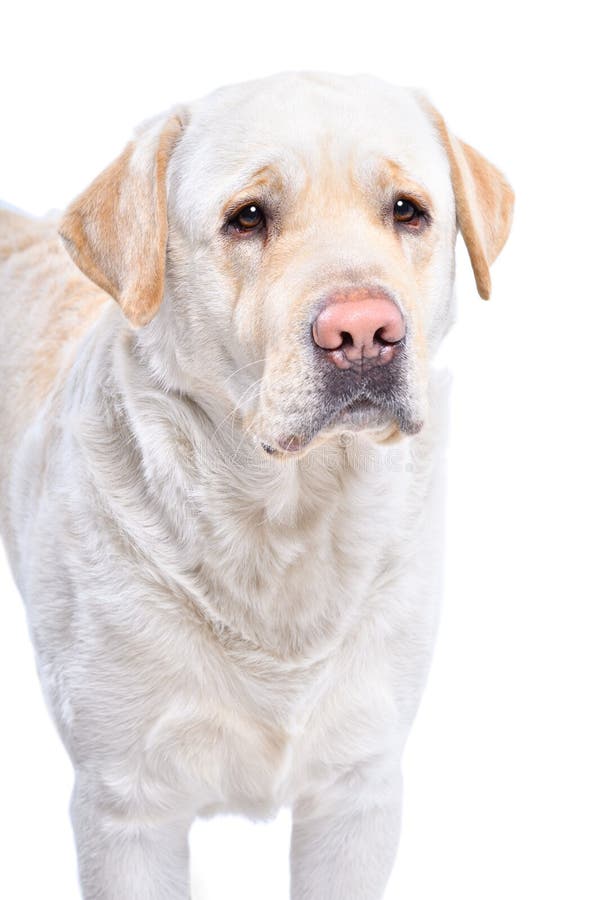 Cute Fawn Standing in Meadow, Looking at Camera, Surrounded by Nature ...