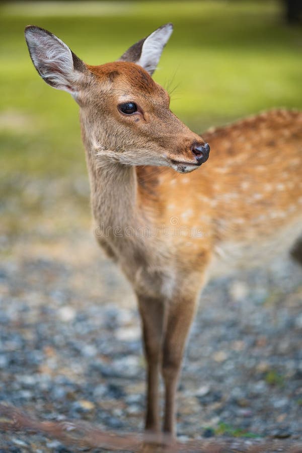 Cute Fawn Looking at the Visitors in the Park, Vertical Stock Image ...