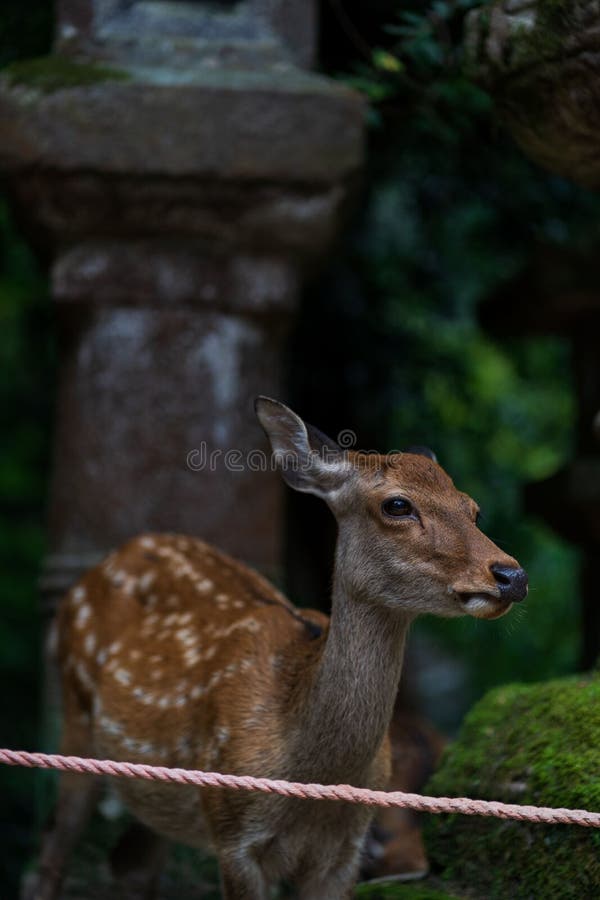 Cute Fawn Looking at the Visitors in the Park, Vertical Stock Photo ...