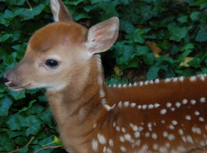 Cute Fawn Smiling the Backyard Stock Image - Image of backyard, cute ...