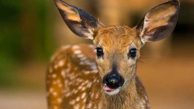 Cute Fawn stock photo. Image of wildlife, animal, unique - 75558794