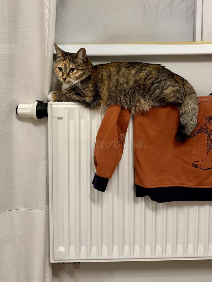 Cute Female Calico Cat Lying Warming Up Heating Radiator Stock Photos ...