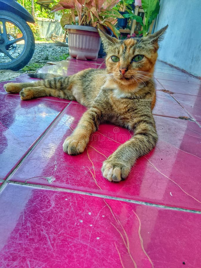 Cute female cat stock photo. Image of animal, pets, kitten - 252861336