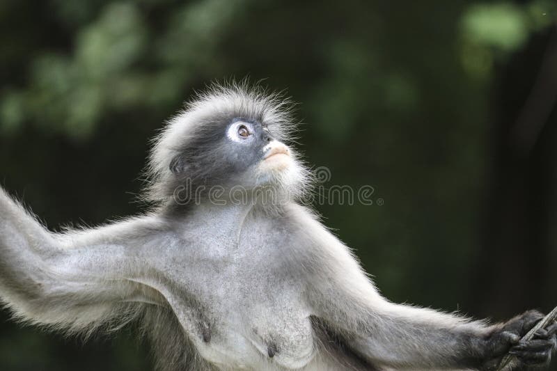 Female Dusky Langur, Dusky Leaf Monkey, Spectacled Langur ...