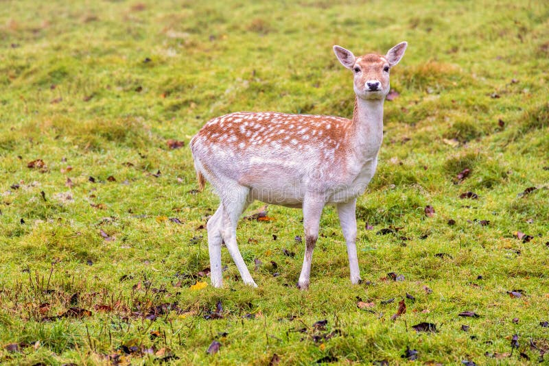 Cute Female Fallow Deer Standing on a Meadow Stock Image - Image of ...