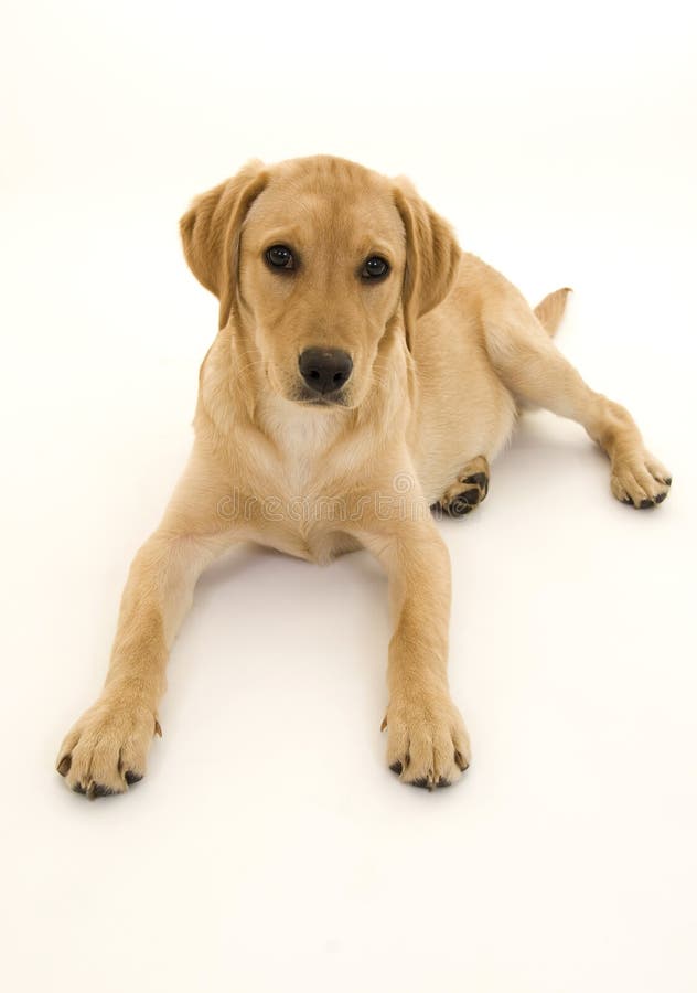 Cute Female Labrador Pup stock photo. Image of labrador - 7781486