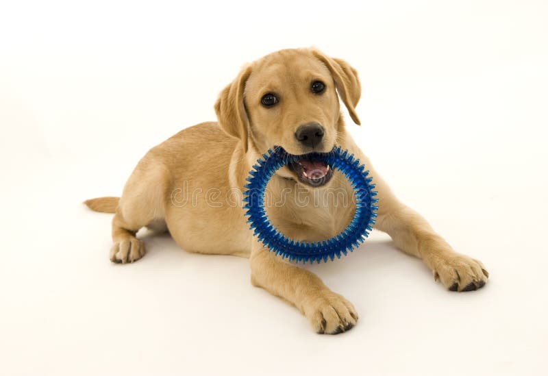 Cute Female Labrador Pup stock photo. Image of labrador - 7781486