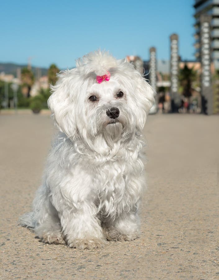 A cute female maltese dog stock photo. Image of outdoors - 36423328