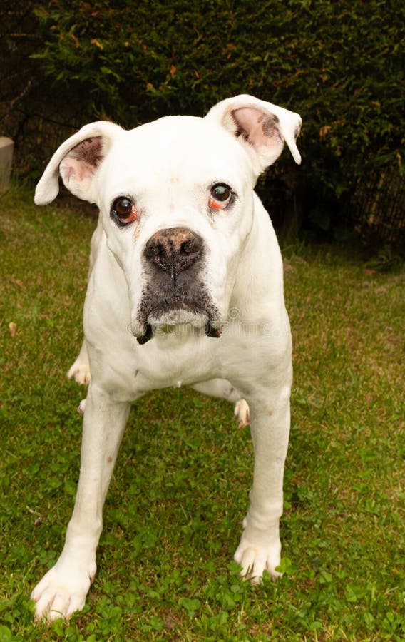 Cute Female of White Boxer with a Nice Looking in a Garden Stock Photo ...