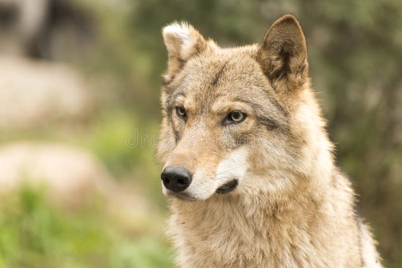 Cute Female Wolf with Cut Ear. Stock Photo - Image of captive, portrait ...