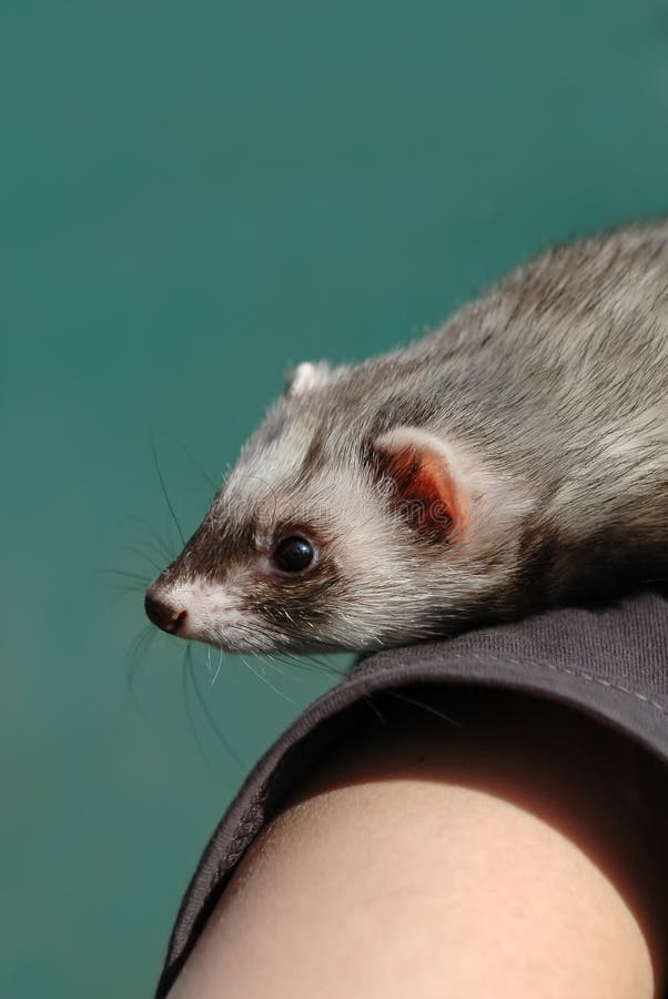 Cute ferret stock photo. Image of fall, head, nice, beast - 11723904