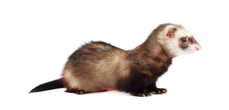 Angry Weasel