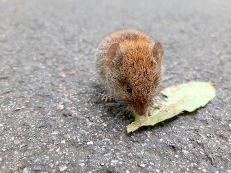 161 Mouse Nibbles Stock Photos - Free & Royalty-Free Stock Photos from ...