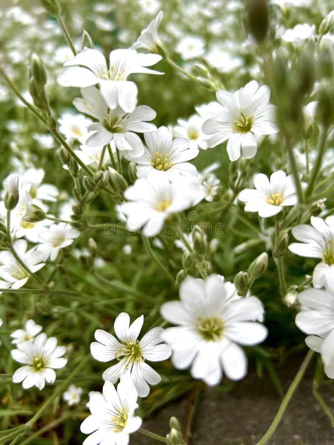 Cute Field of White Flowers the Boreal Chickweed on a Green Grass Stock ...