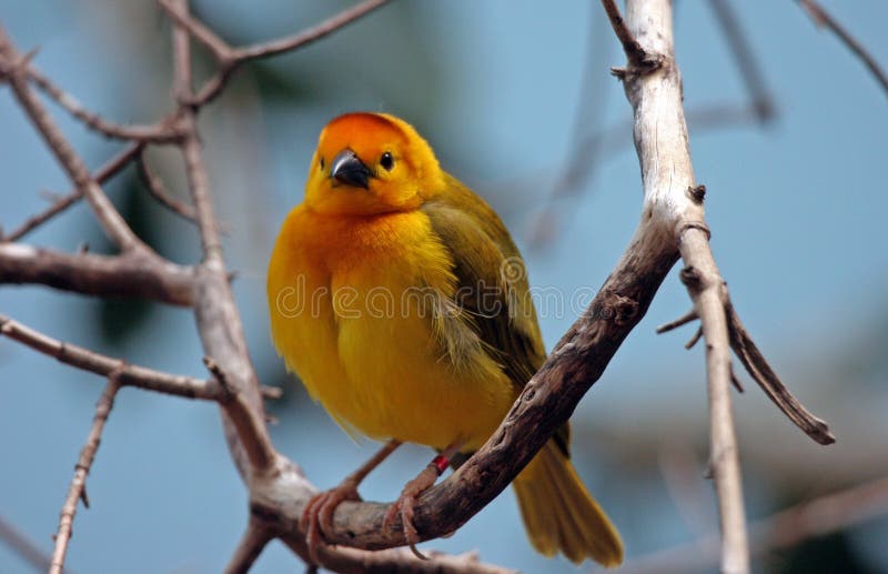 Cute Finch stock image. Image of beak, avian, feathers - 526323