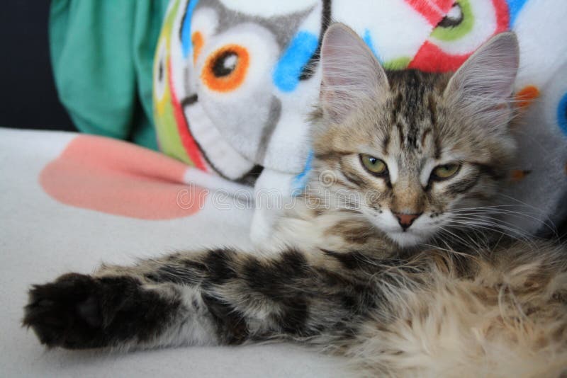 Cute Finnish Shorthair Kitten Stock Image - Image of pretty, claw: 94544183