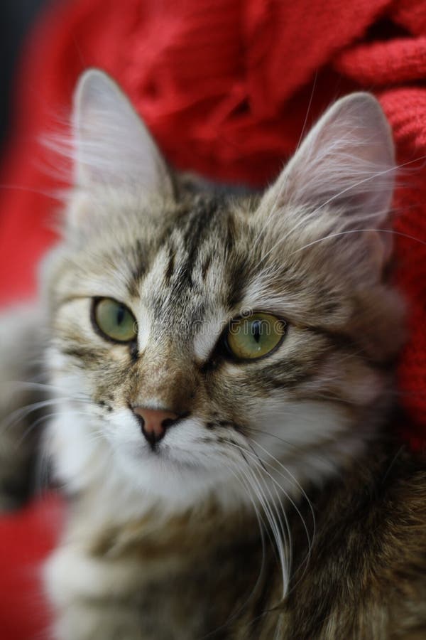 Cute Finnish Shorthair Kitten Stock Image - Image of nature, pretty ...