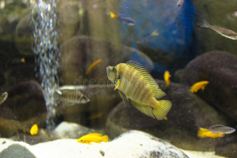 Cute fish in the aquarium stock photo. Image of coral - 136851904