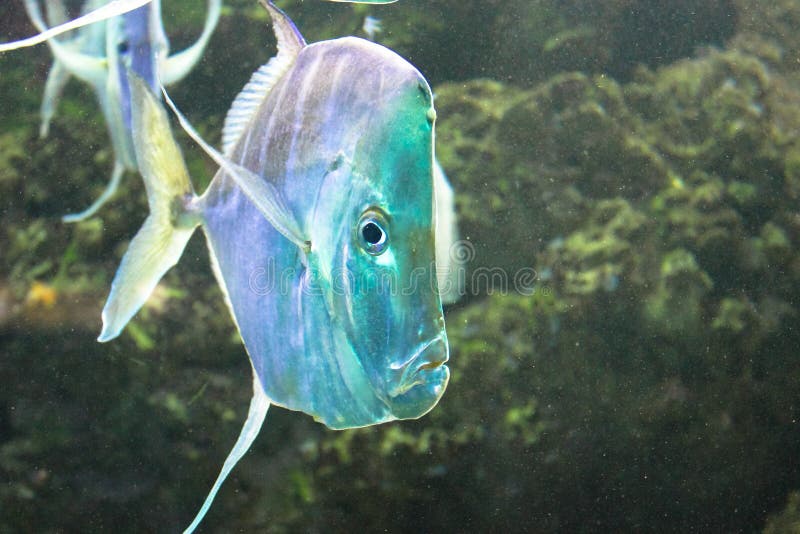 Cute fish in the aquarium stock photo. Image of coral - 136851904