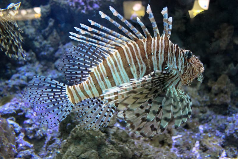Cute fish in the aquarium stock photo. Image of coral - 136851904