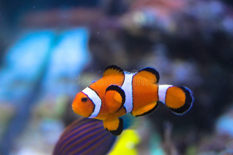 Cute fish in the aquarium stock photo. Image of coral - 136851904
