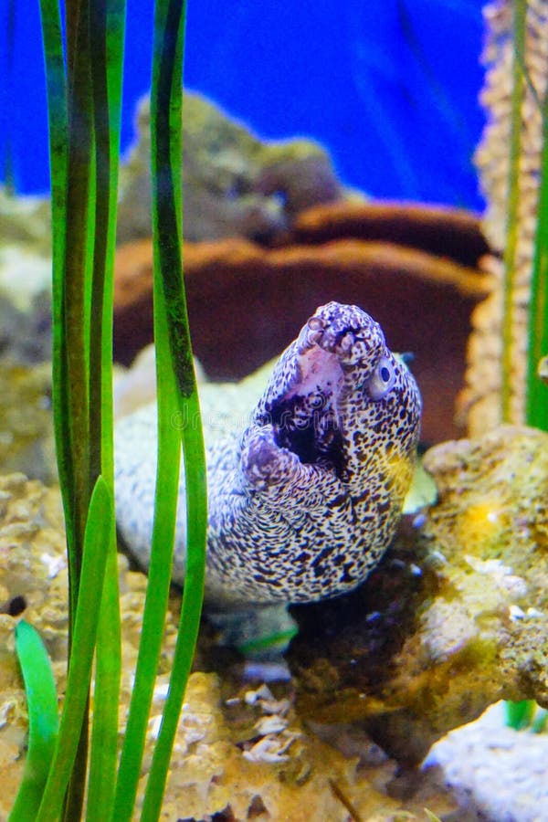 Cute fish stock photo. Image of background, line, organisms - 100476366