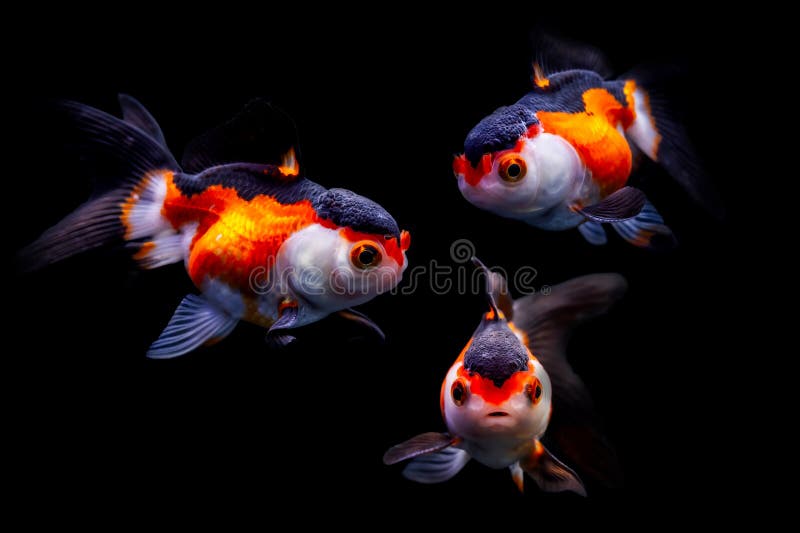Cute Fish Oranda. Black Background. Stock Image - Image of isolated ...