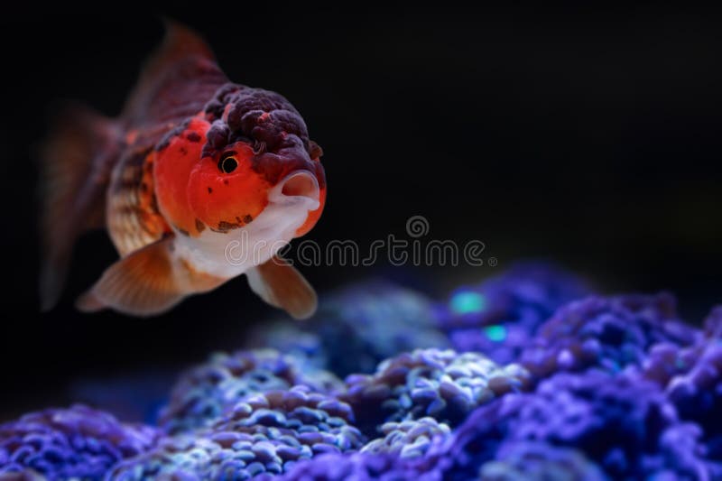 Cute Fish Oranda. Black Background. Stock Image - Image of exotic ...