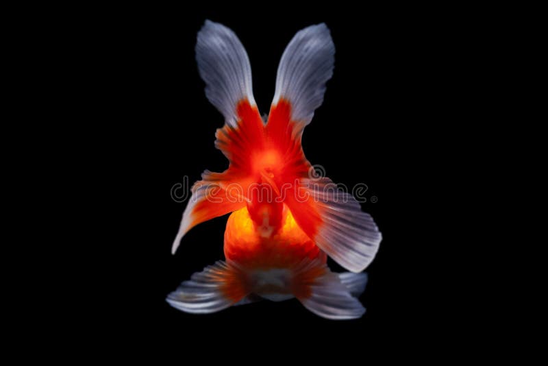 Cute Fish Oranda. Black Background. Stock Illustration - Illustration ...