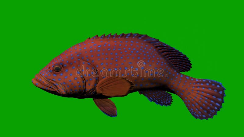 Fish Swim Green Screen 3D Rendering Animation Stock Footage - Video of ...