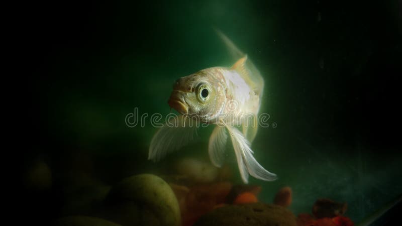 Cute Fish Swimming Under Water.closeup Photo Stock Image - Image of ...